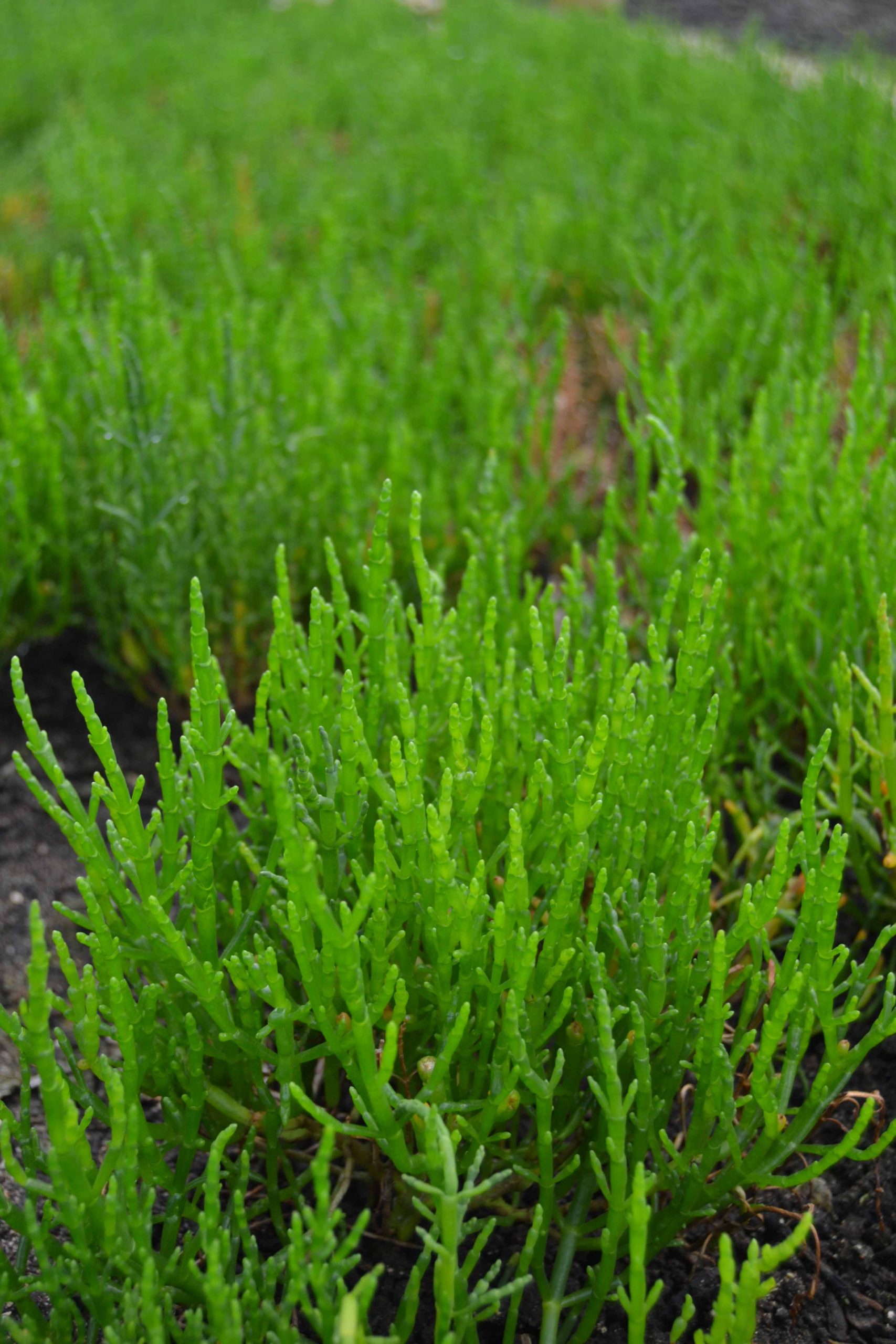 Salicórnia fresca e sal verde com o carimbo de Portimão – Algarve Vivo
